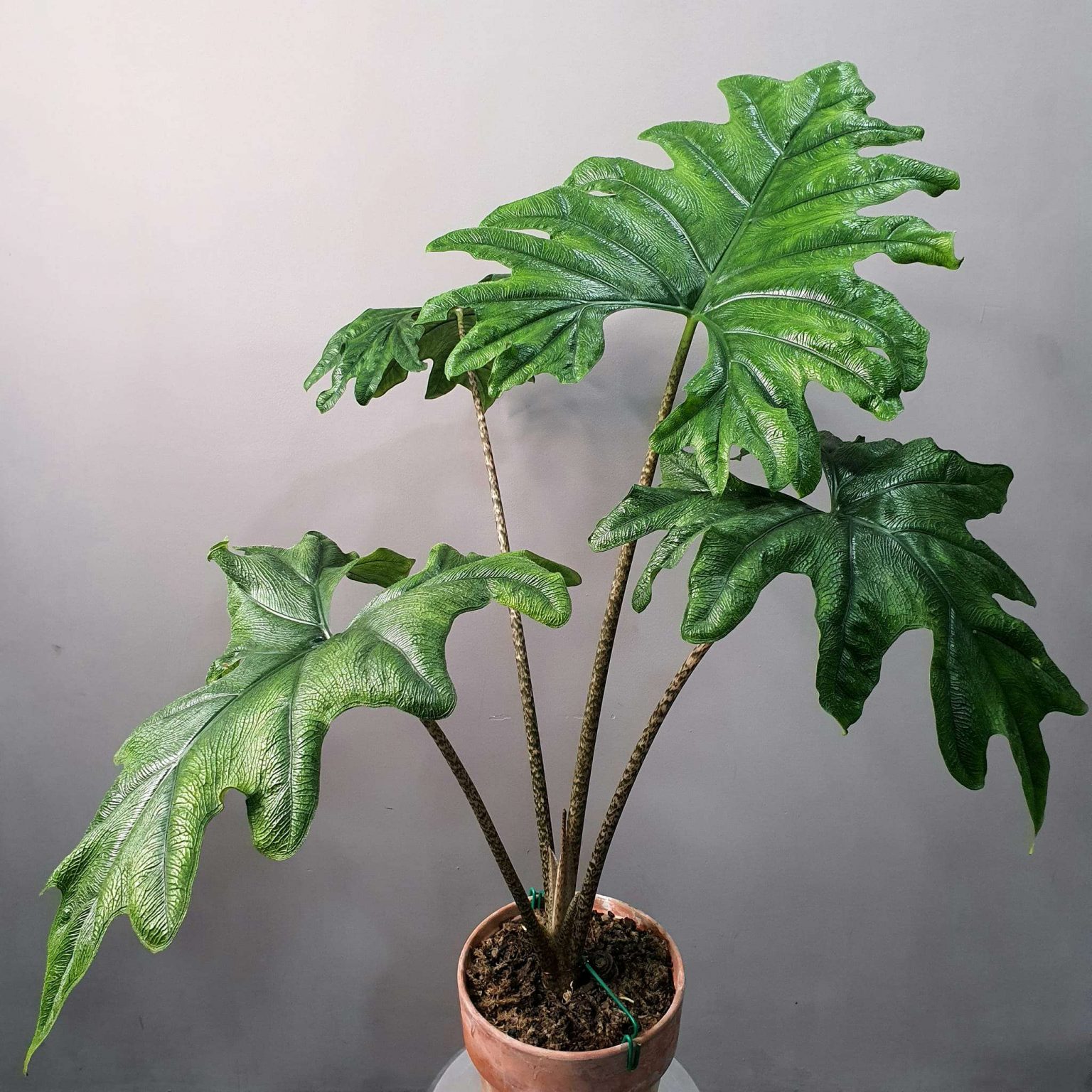 CÂY ALOCASIA JACKLYN - LOÀI ALOCASIA HIẾM VÀ CỰC KỲ THU HÚT - OnlyPlantsVN