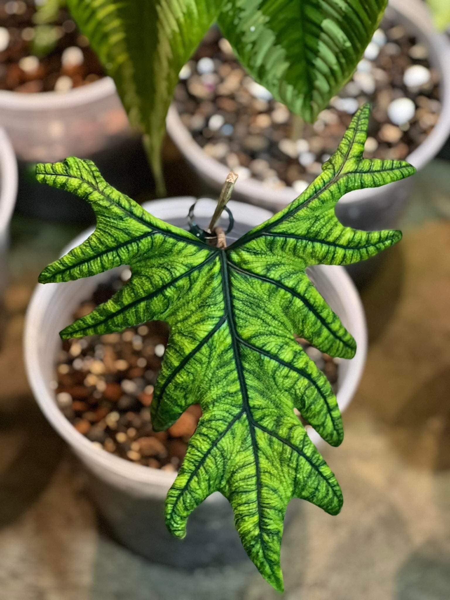 CÂY ALOCASIA JACKLYN - LOÀI ALOCASIA HIẾM VÀ CỰC KỲ THU HÚT - OnlyPlantsVN