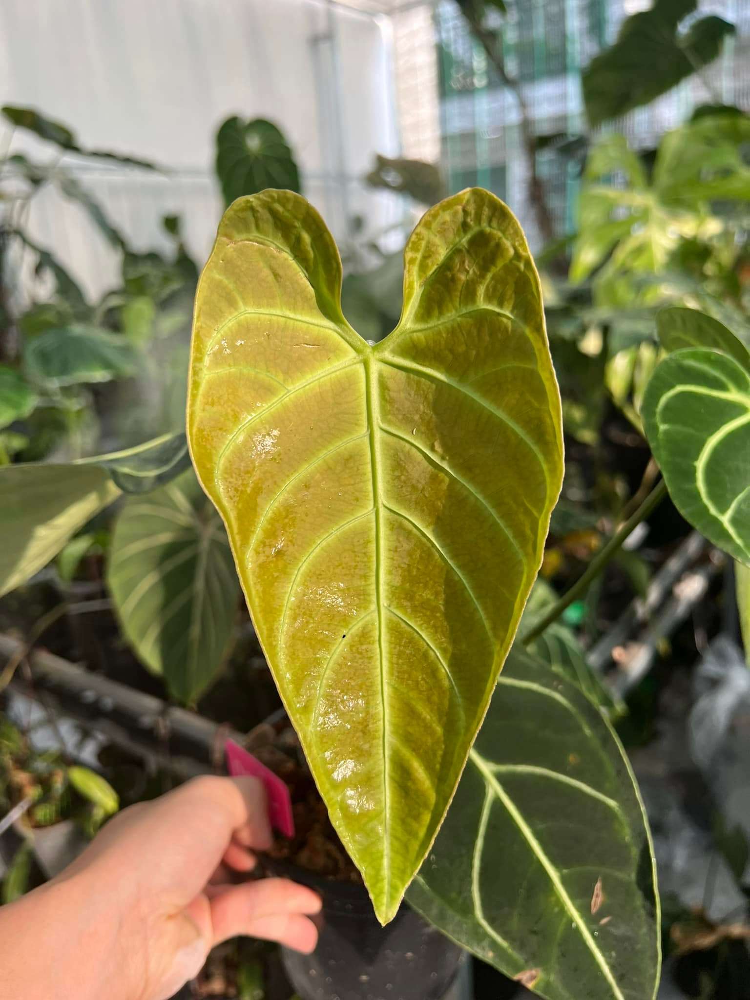 CÂY ANTHURIUM REGALE - NHỮNG ĐIỀU CẦN BIẾT VÀ CÁCH CHĂM SÓC TỐT NHẤT - OnlyPlantsVN