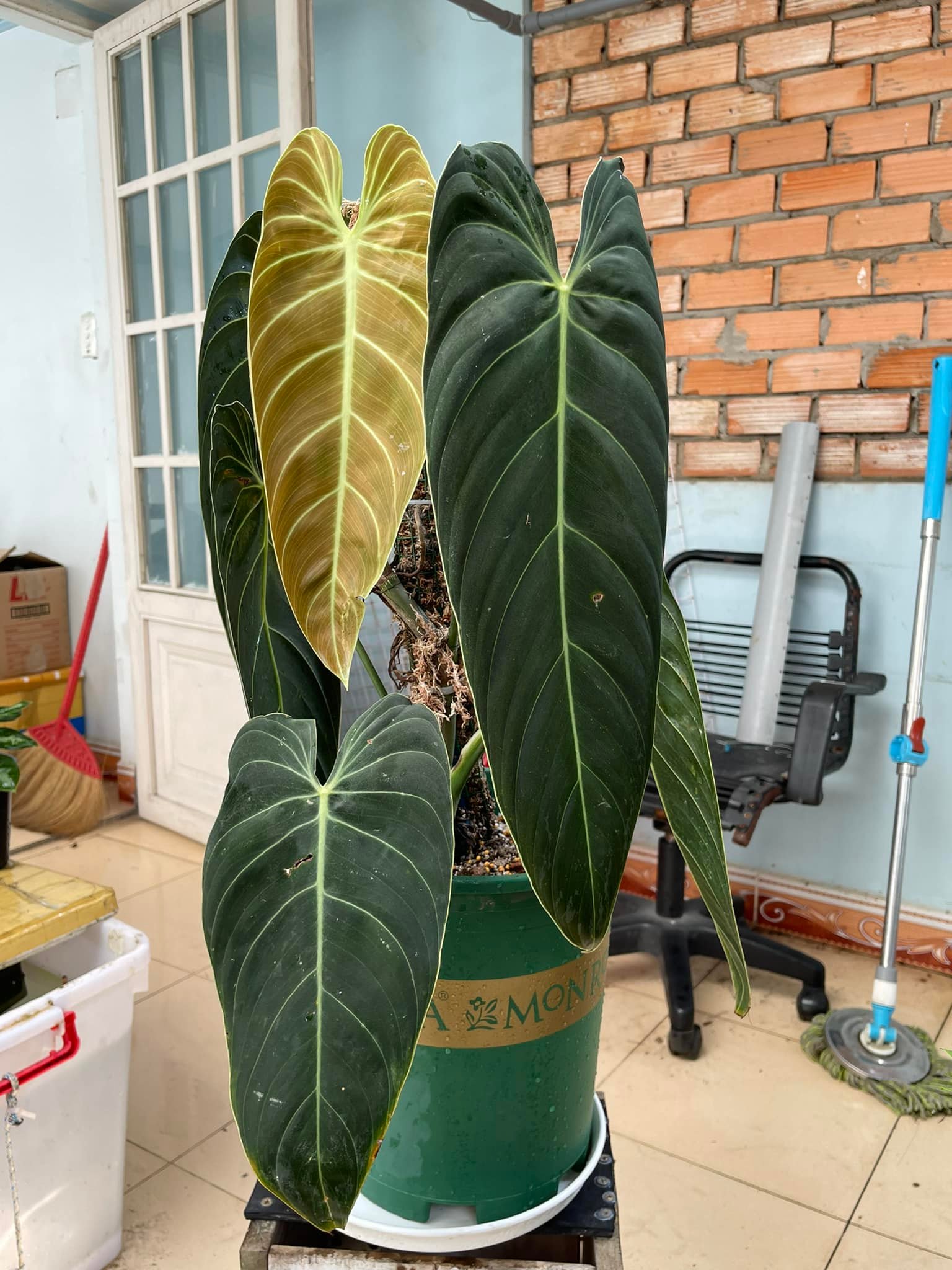 CÂY PHILODENDRON MELANOCHRYSUM - HƯỚNG DẪN CHĂM SÓC - OnlyPlantsVN