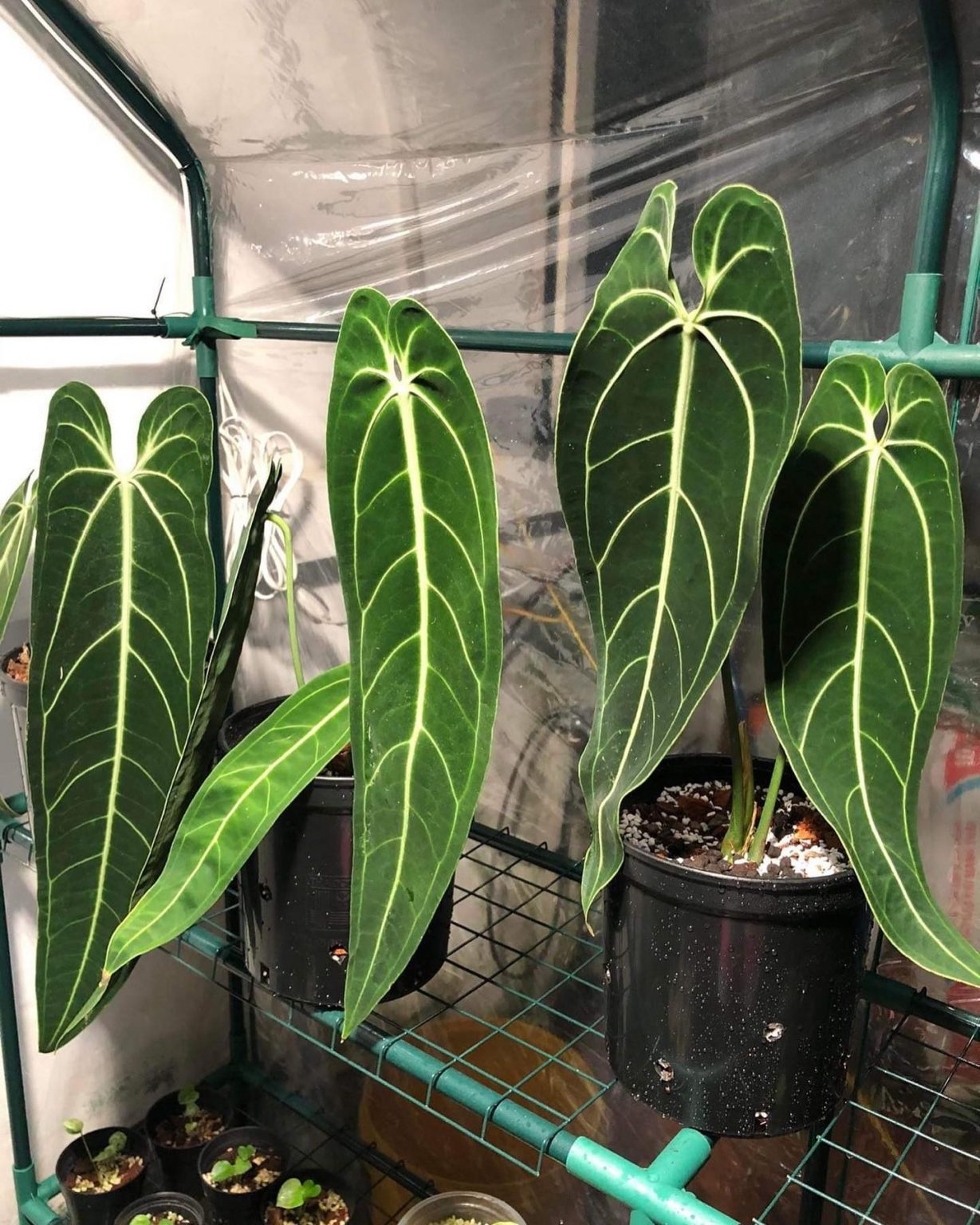 CÂY ANTHURIUM QUEEN - 'NỮ HOÀNG' CỦA CÁC LOÀI HỒNG MÔN - OnlyPlantsVN