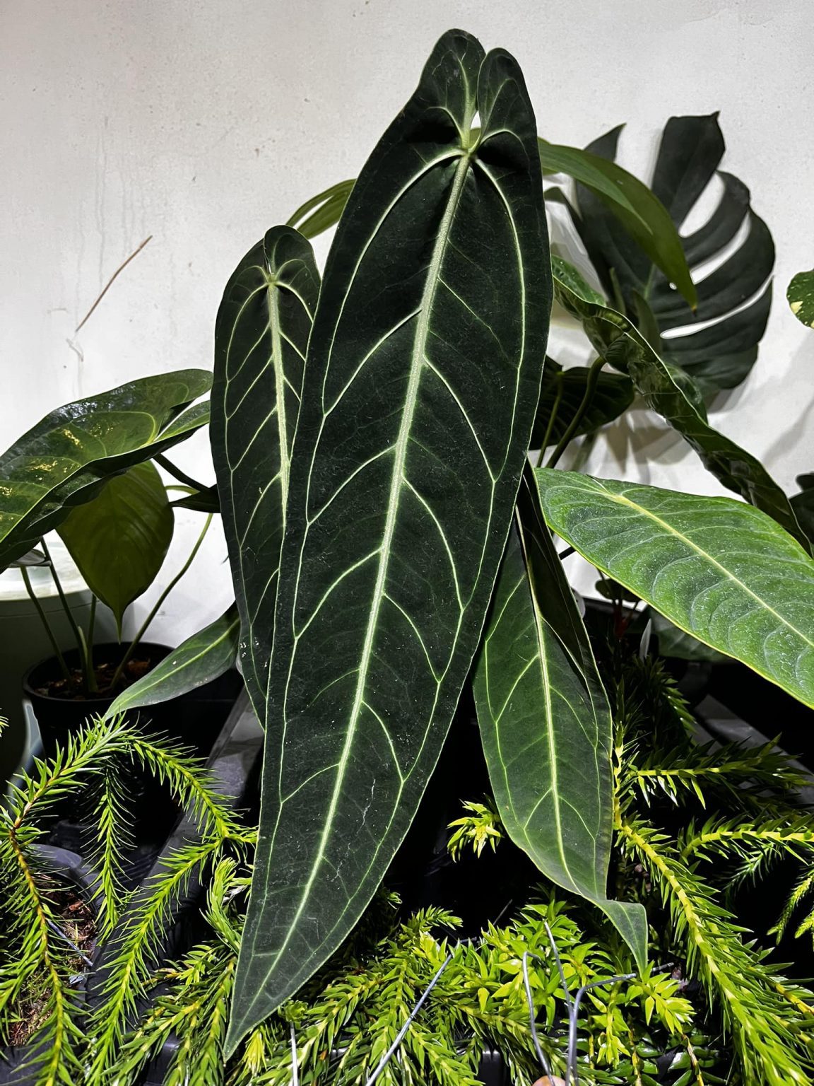 CÂY ANTHURIUM QUEEN - 'NỮ HOÀNG' CỦA CÁC LOÀI HỒNG MÔN - OnlyPlantsVN