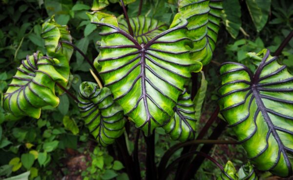COLOCASIA PHARAOH'S MASK - CÁCH CHĂM SÓC VÀ NHÂN GIỐNG - OnlyPlantsVN