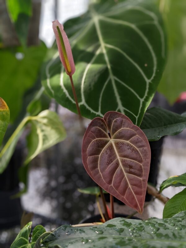 BỘ SƯU TẬP ANTHURIUM CỰC KỲ GÂY NGHIỆN CỦA YOUTUBER N-TROPI - OnlyPlantsVN