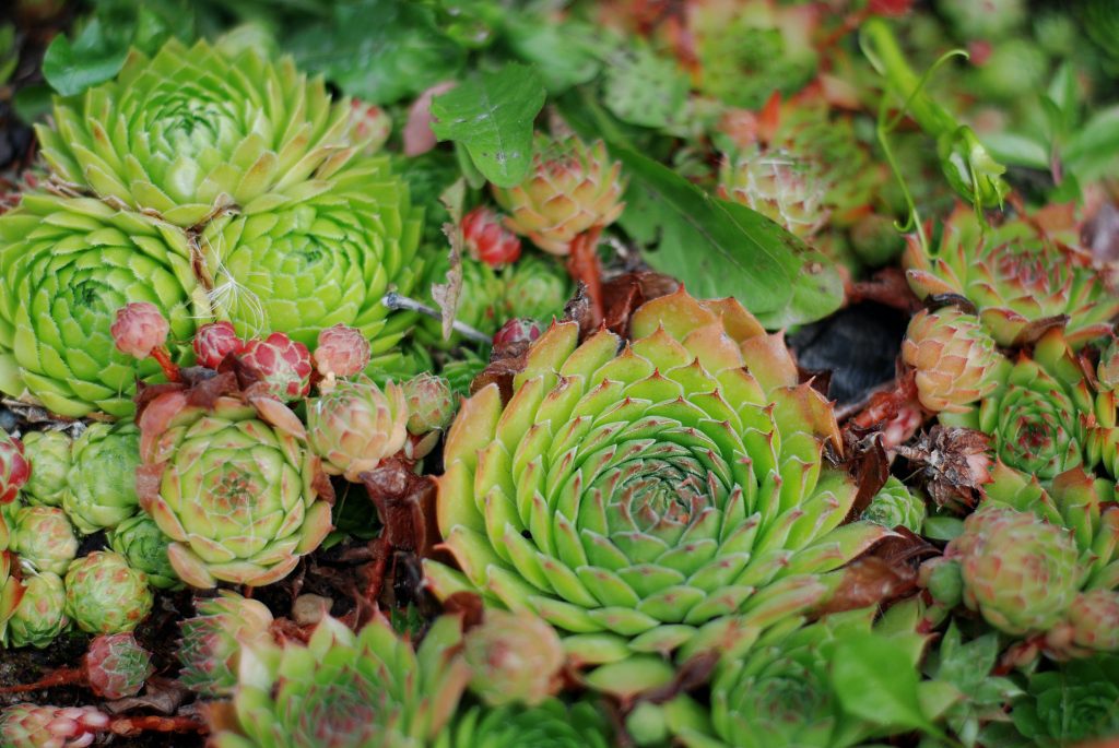 SEN ĐÁ PHẬT BÀ - DÒNG SEN ĐÁ PHỔ BIẾN NHẤT VIỆT NAM - OnlyPlantsVN