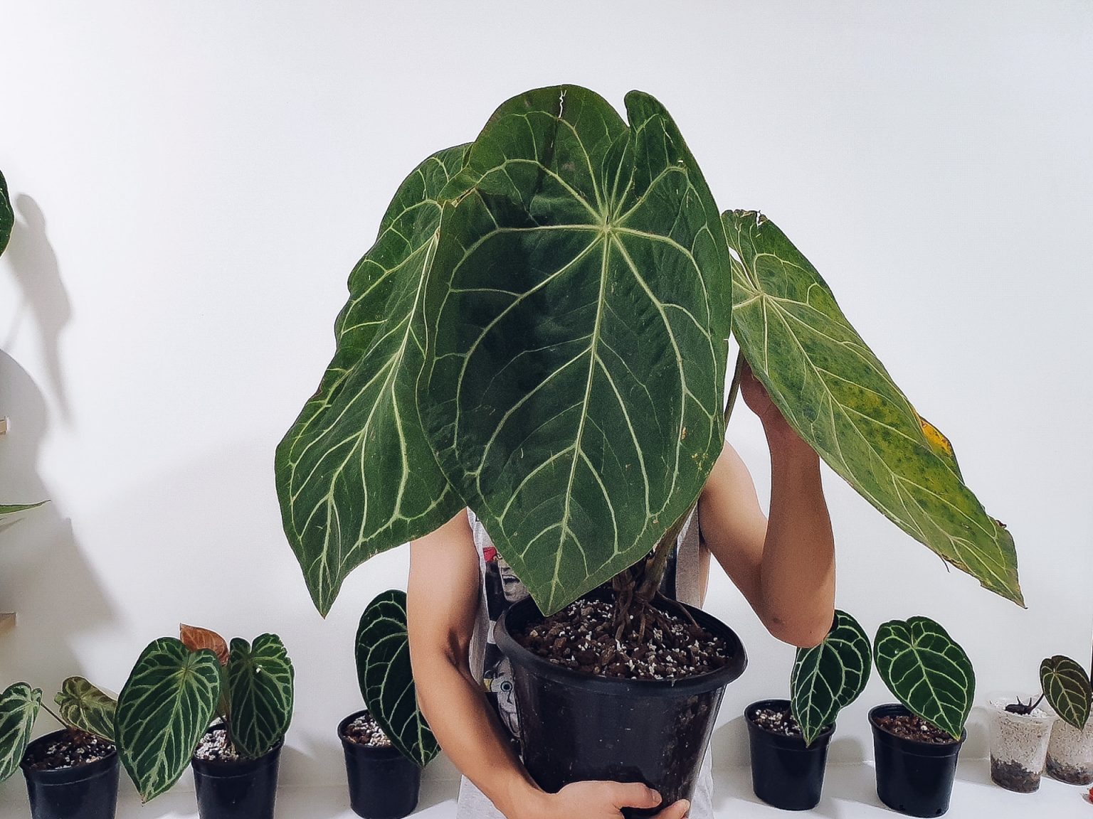 ANTHURIUM | OnlyPlants VN