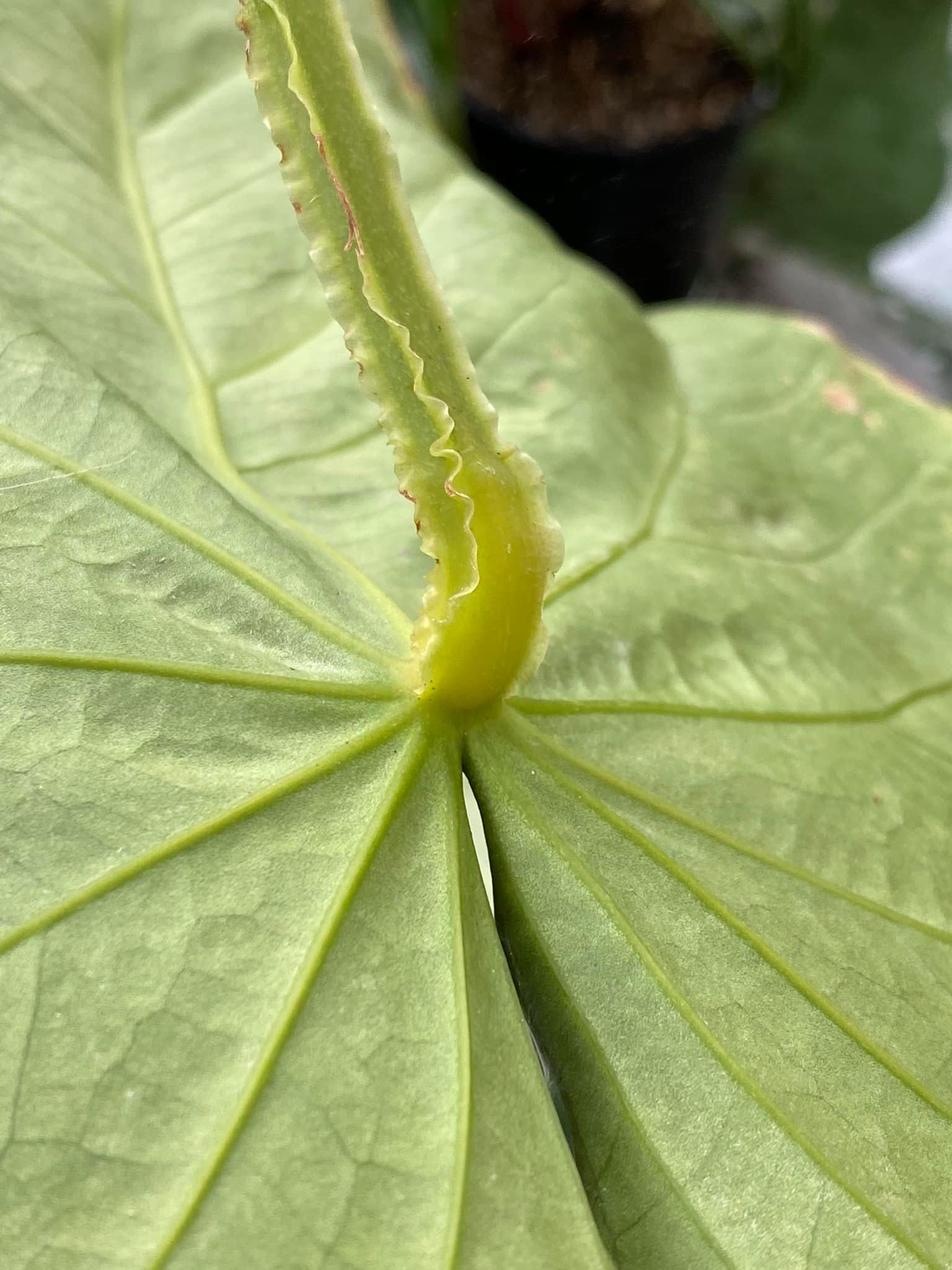 NHẬN BIẾT CÂY ANTHURIUM MAGNIFICUM THUẦN CHỦNG - OnlyPlantsVN