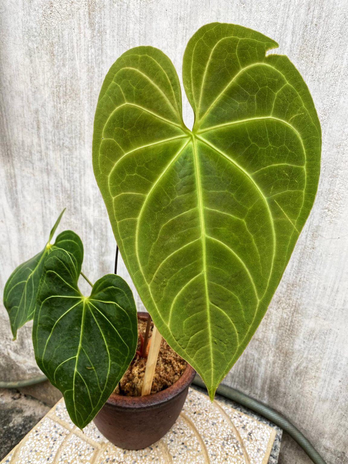 NHẬN BIẾT CÂY ANTHURIUM MAGNIFICUM THUẦN CHỦNG - OnlyPlantsVN