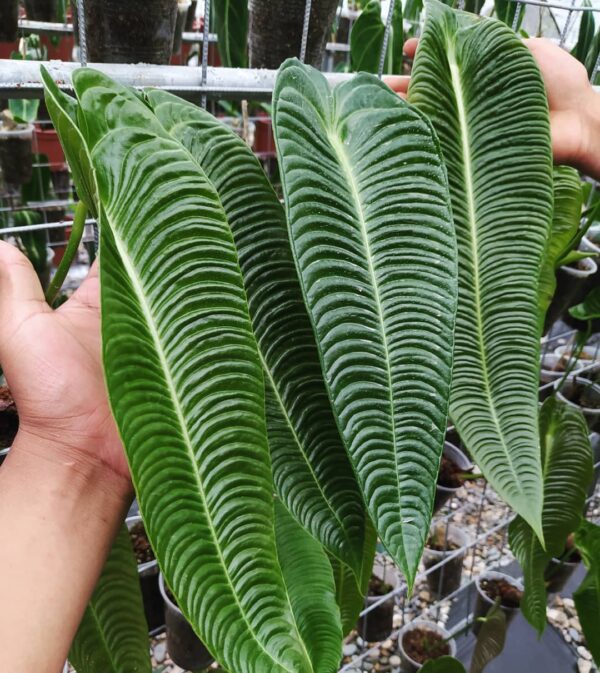 CÂY ANTHURIUM VEITCHII - XỨNG ĐÁNG VỚI DANH XƯNG 'KING' ANTHURIUM - OnlyPlantsVN