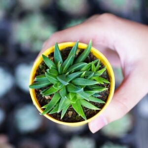 CÁCH CHĂM SÓC SEN ĐÁ CỎ NGỌC MANG LẠI MAY MẮN - OnlyPlantsVN