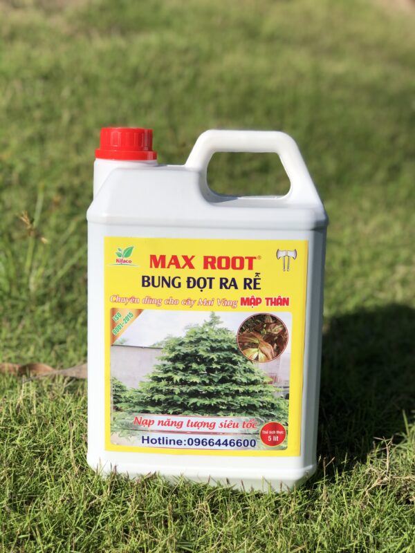 MAX ROOT CHO MAI VÀNG - GIÚP CÂY XANH TỐT QUANH NĂM - OnlyPlantsVN