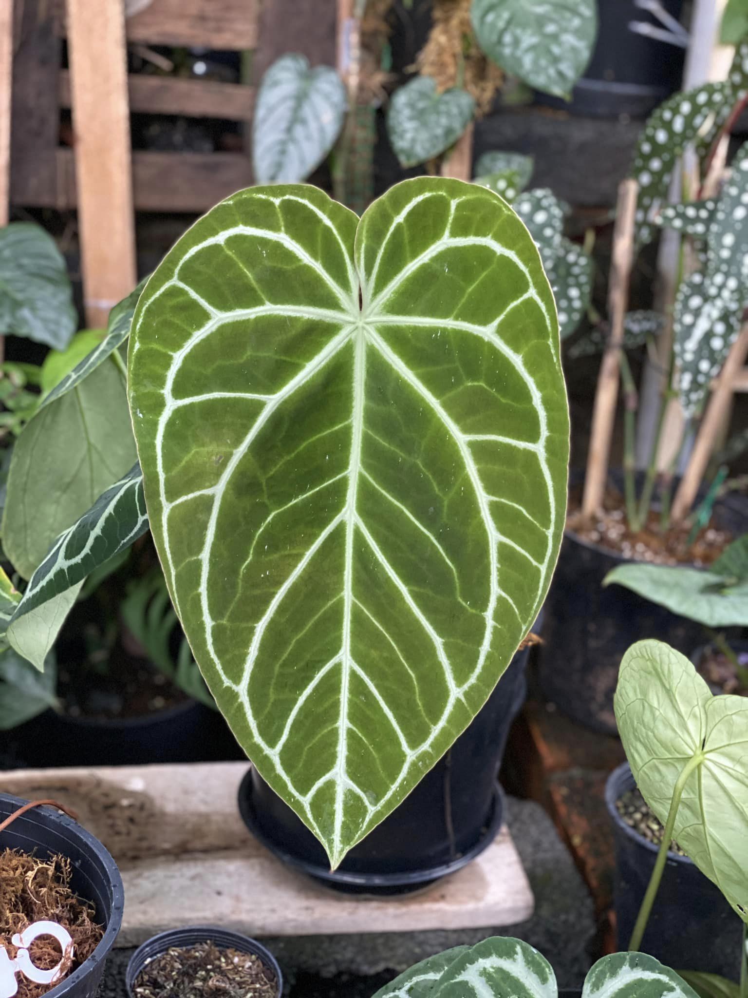 CÂY ANTHURIUM CRYSTALLINUM - ĐẠI DIỆN TIÊU BIỂU CỦA 'NHÀ' ANTHURIUM - OnlyPlantsVN