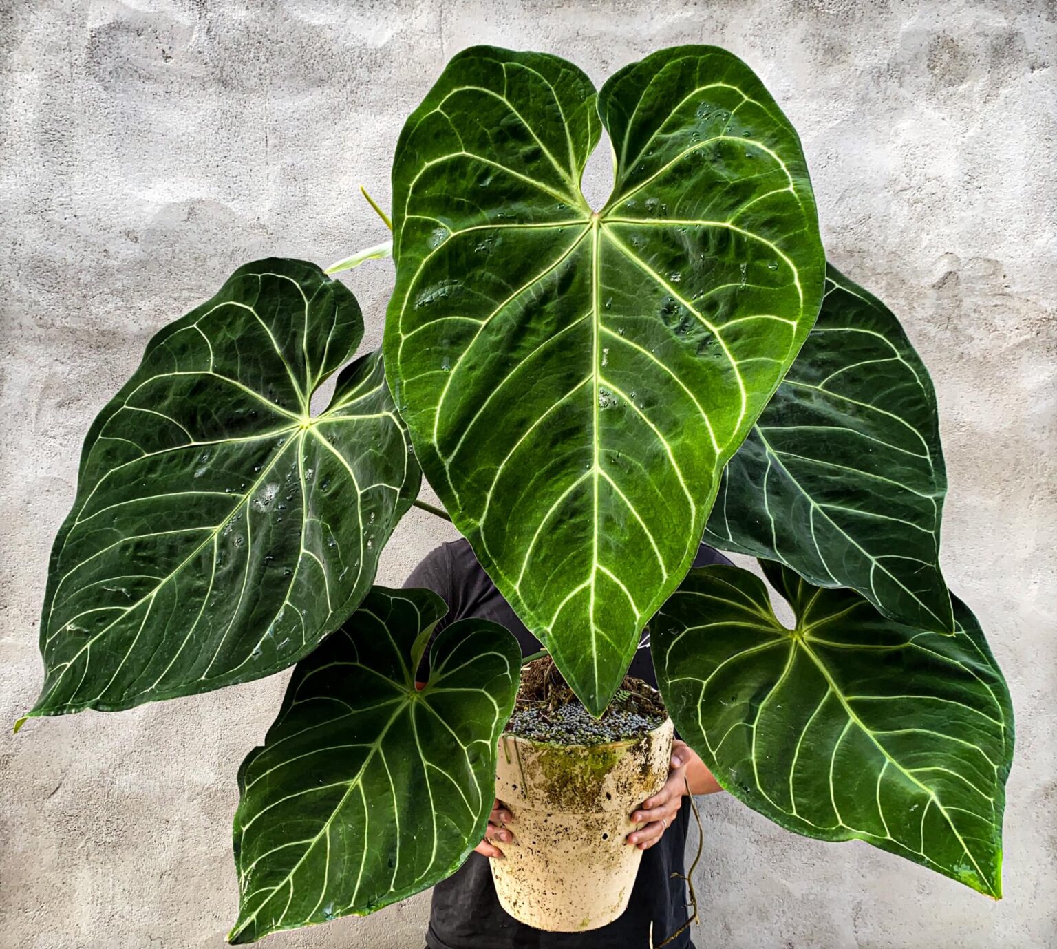 Anthurium Regale - OnlyPlantsVN
