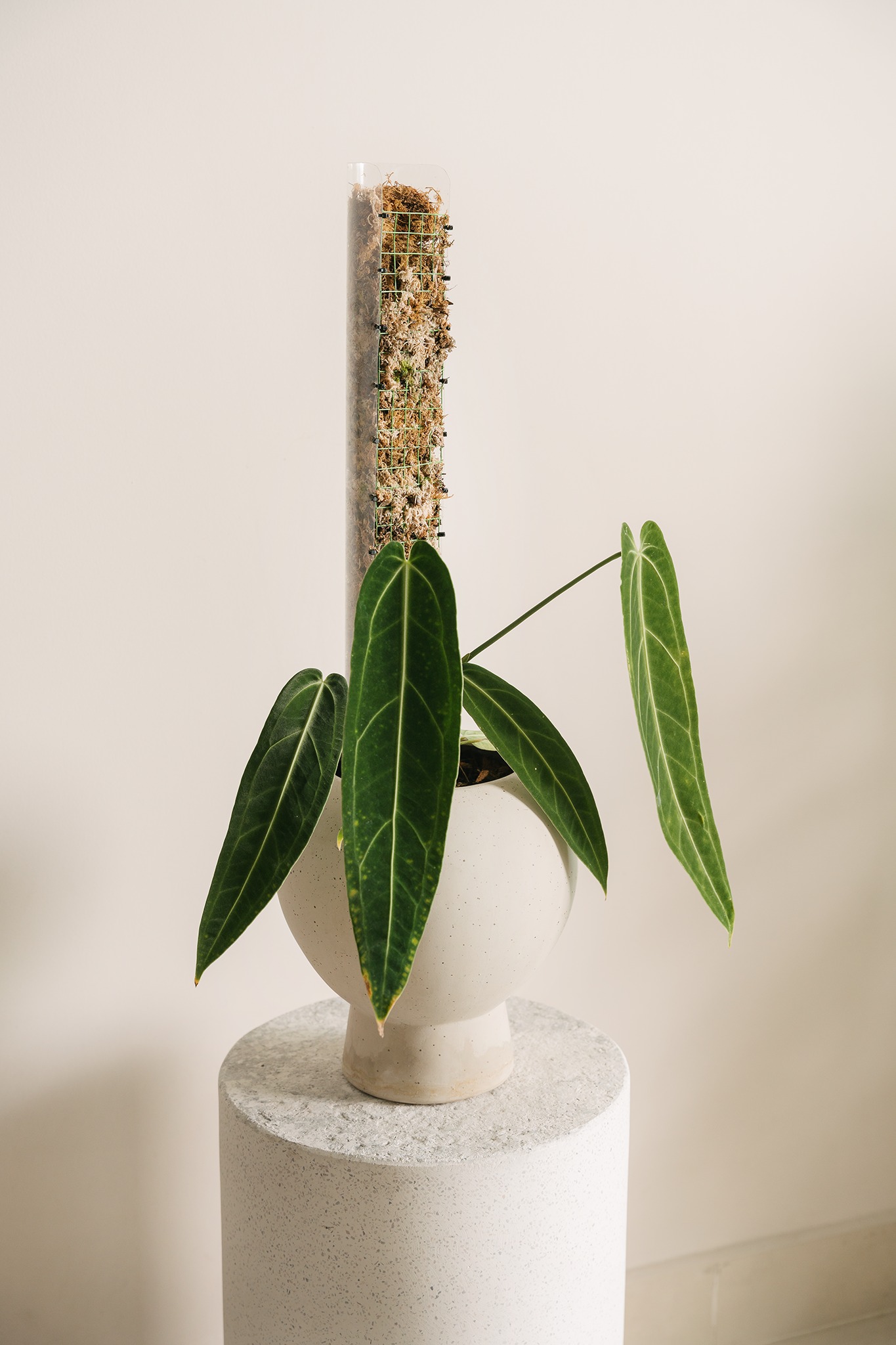 Anthurium Warocqueanum - Queen Anthurium - OnlyPlantsVN