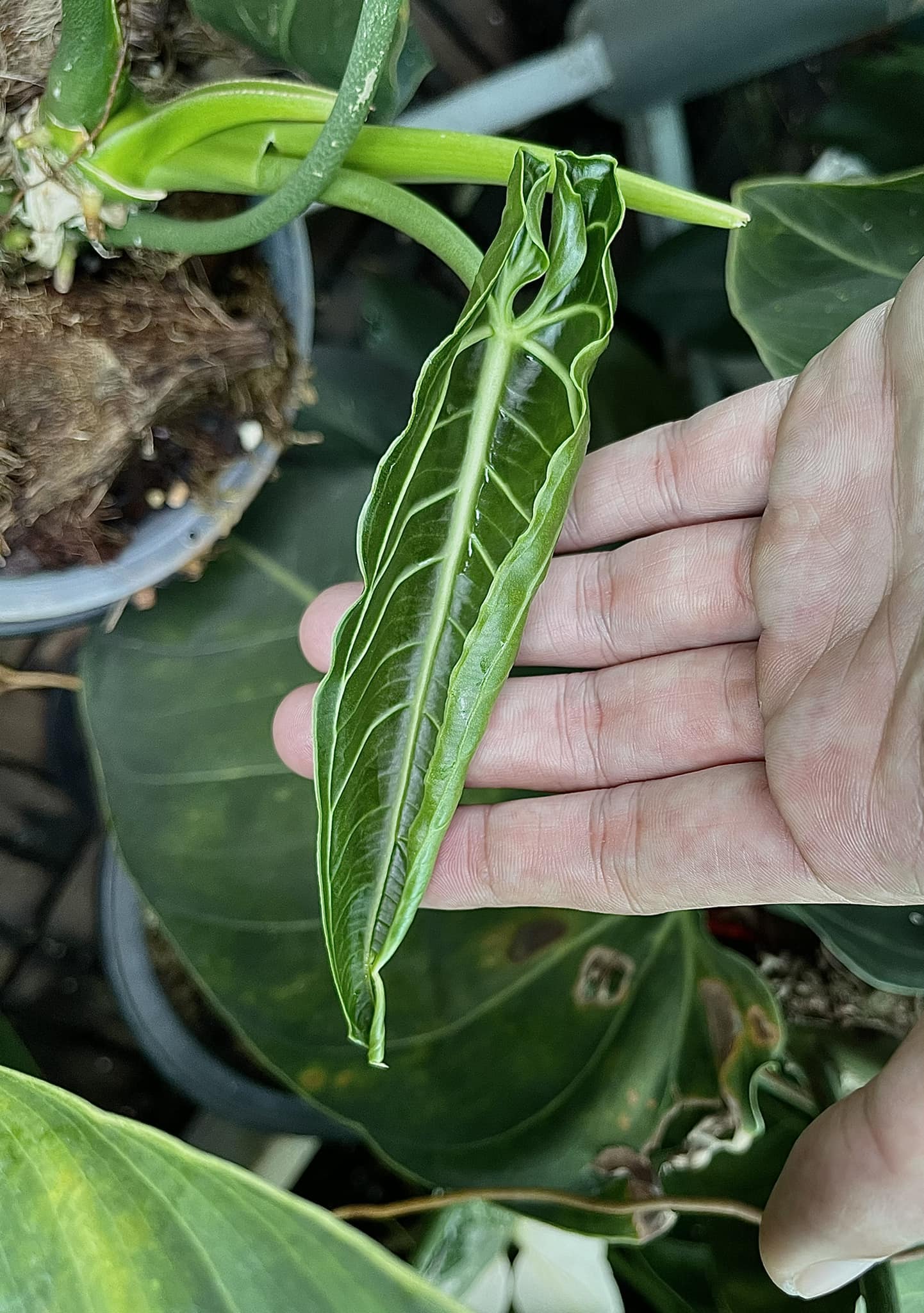 Anthurium Warocqueanum - Queen Anthurium - OnlyPlantsVN