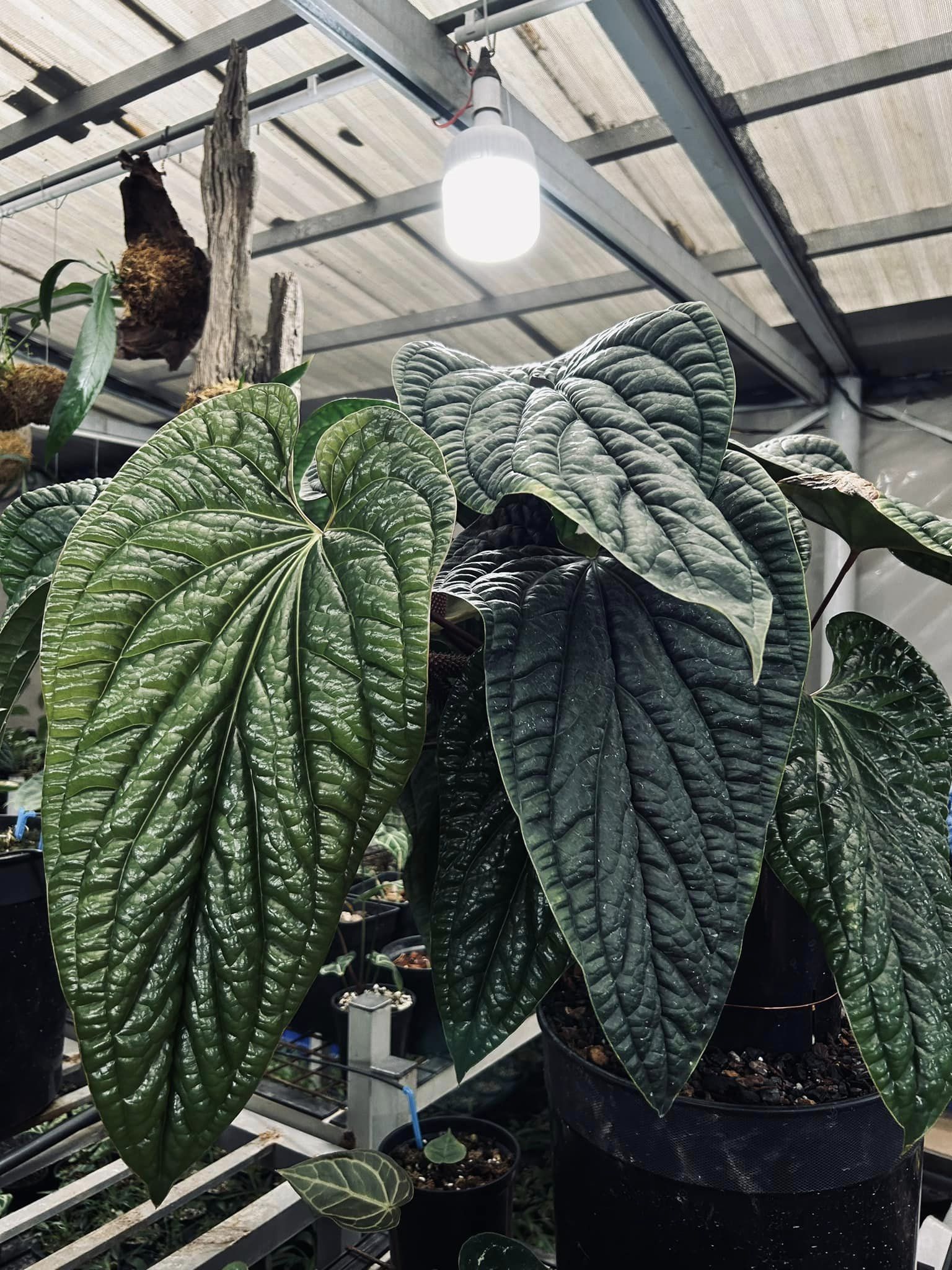 Anthurium Radicans - OnlyPlantsVN