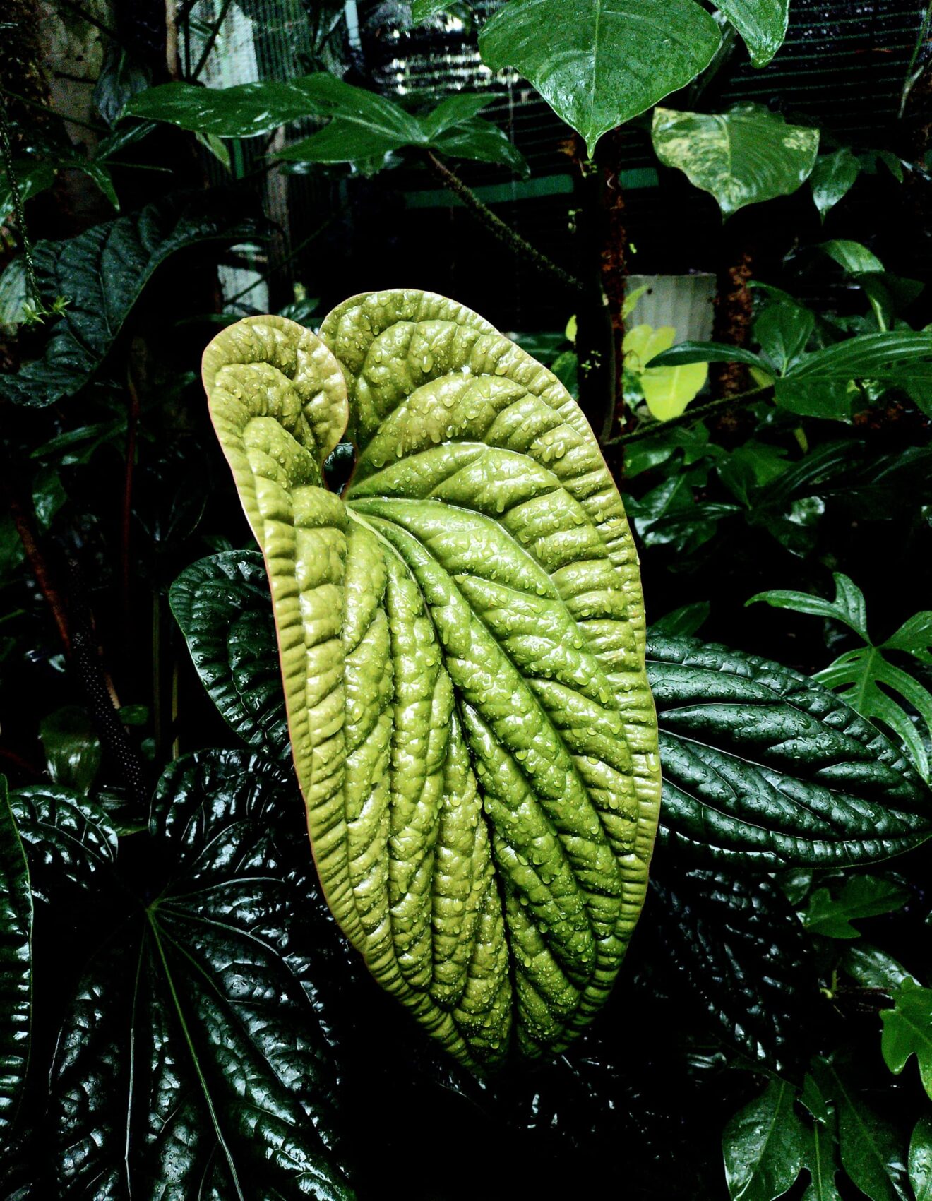 Anthurium Radicans - OnlyPlantsVN