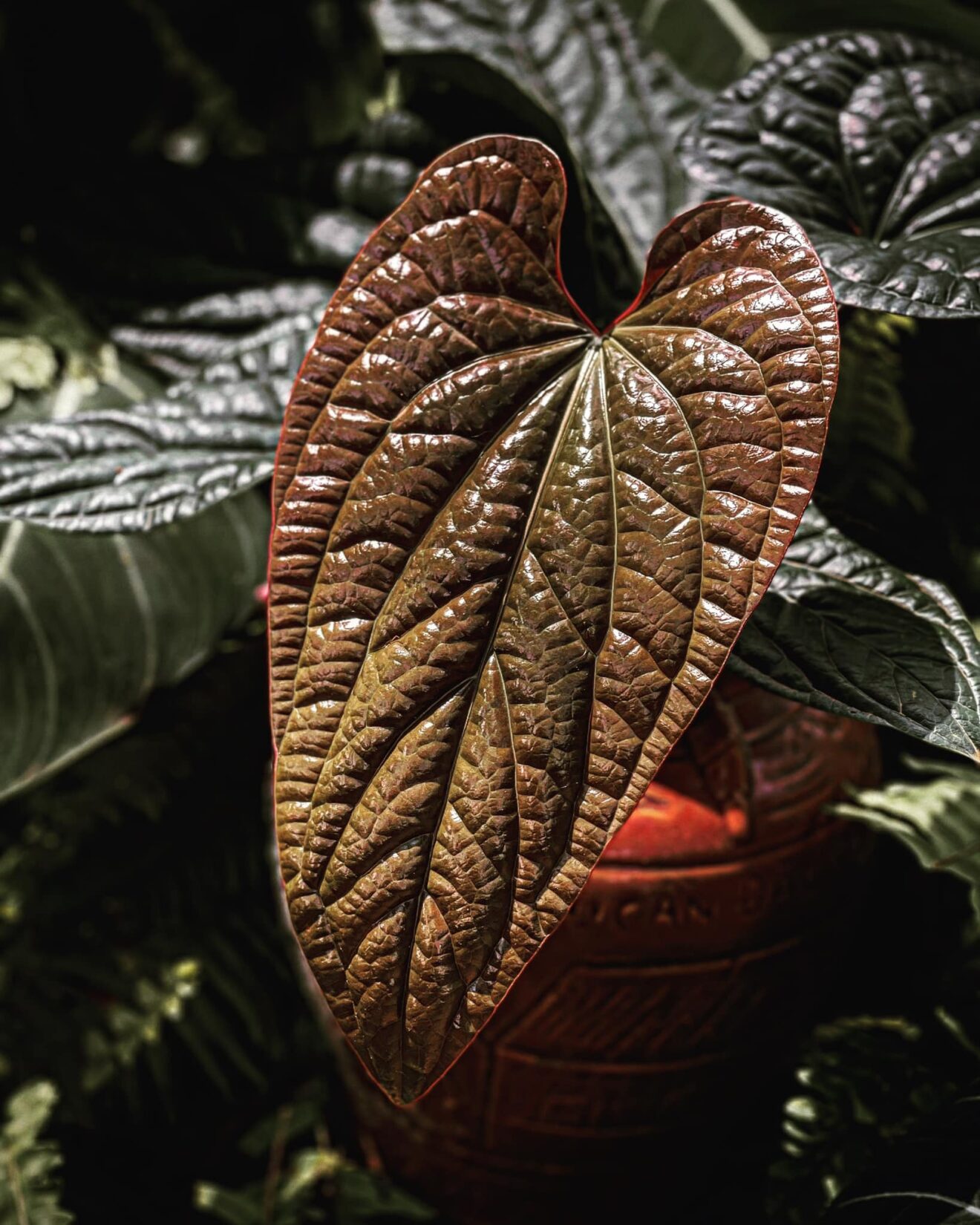 Anthurium Radicans - OnlyPlantsVN