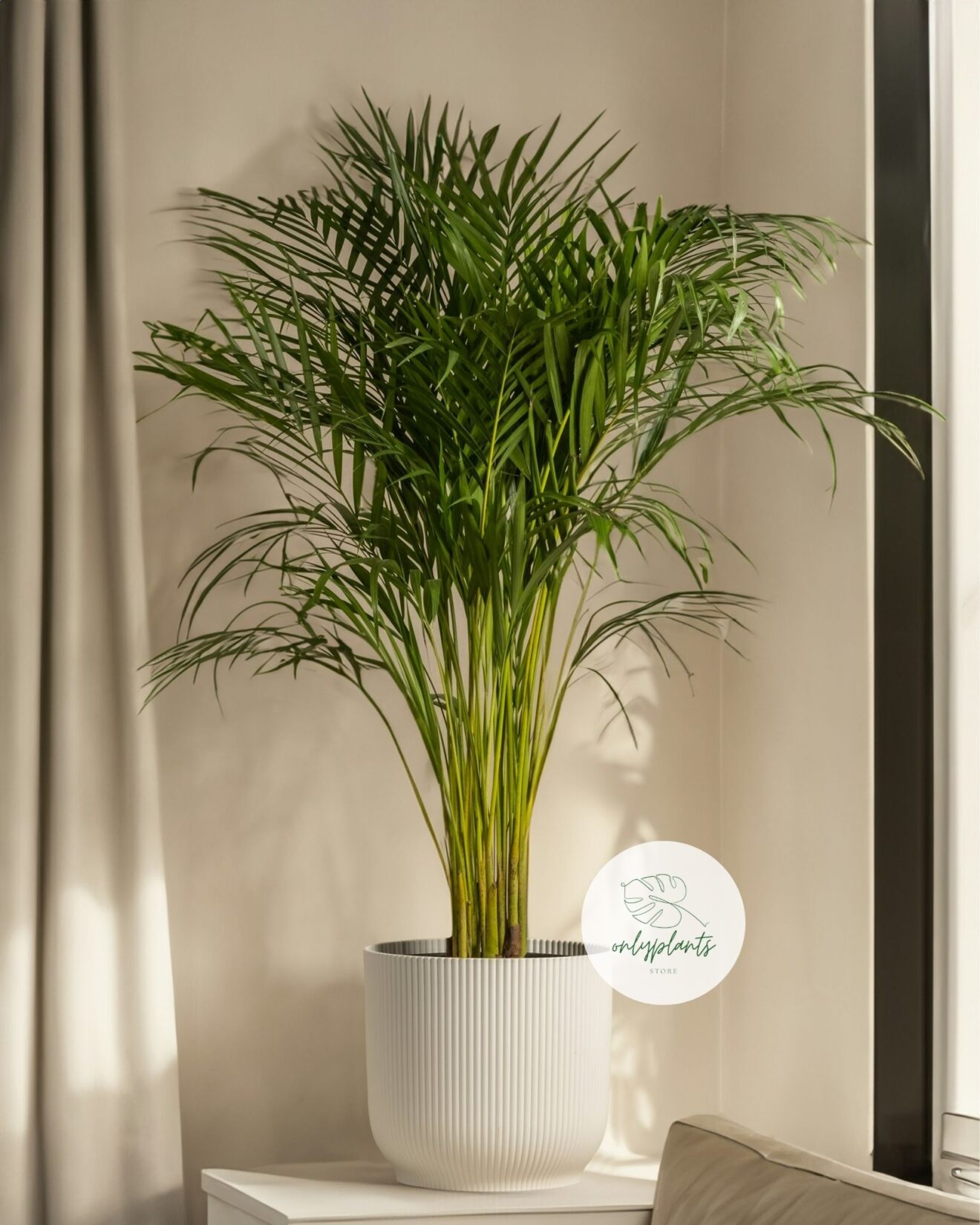 Cây Cau Lụa - Areca Palm Tree | OnlyPlants VN