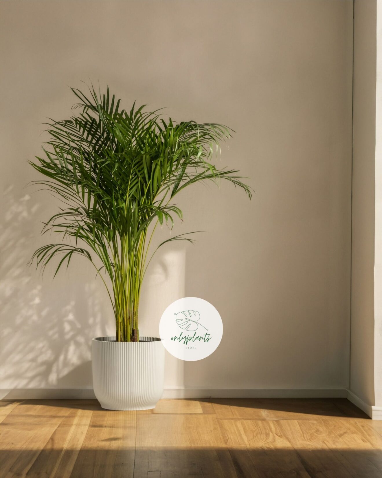 Cây Cau Lụa - Areca Palm Tree | OnlyPlants VN