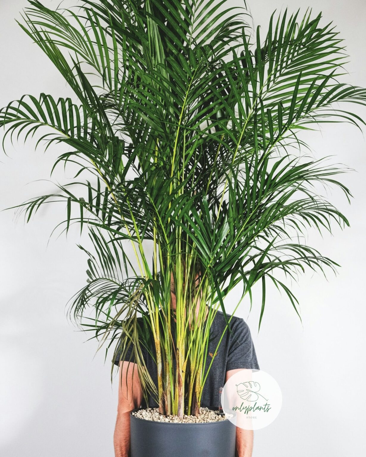 Cây Cau Lụa - Areca Palm Tree | OnlyPlants VN