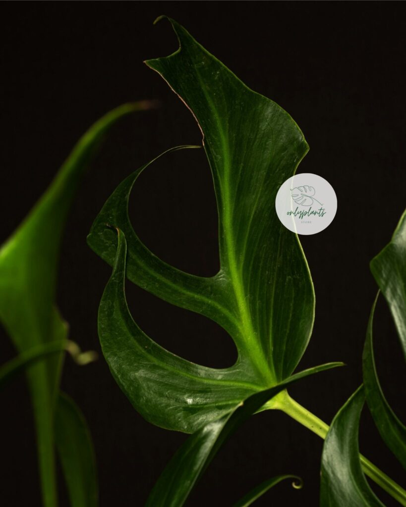 Monstera Form 8 - Monstera 'Burle Marx Flame' | OnlyPlants VN