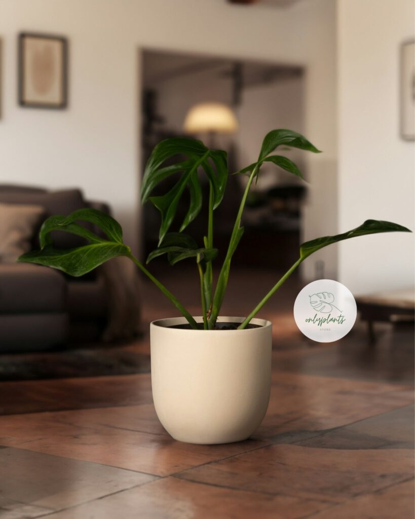 Monstera Form 8 - Monstera 'Burle Marx Flame' | OnlyPlants VN