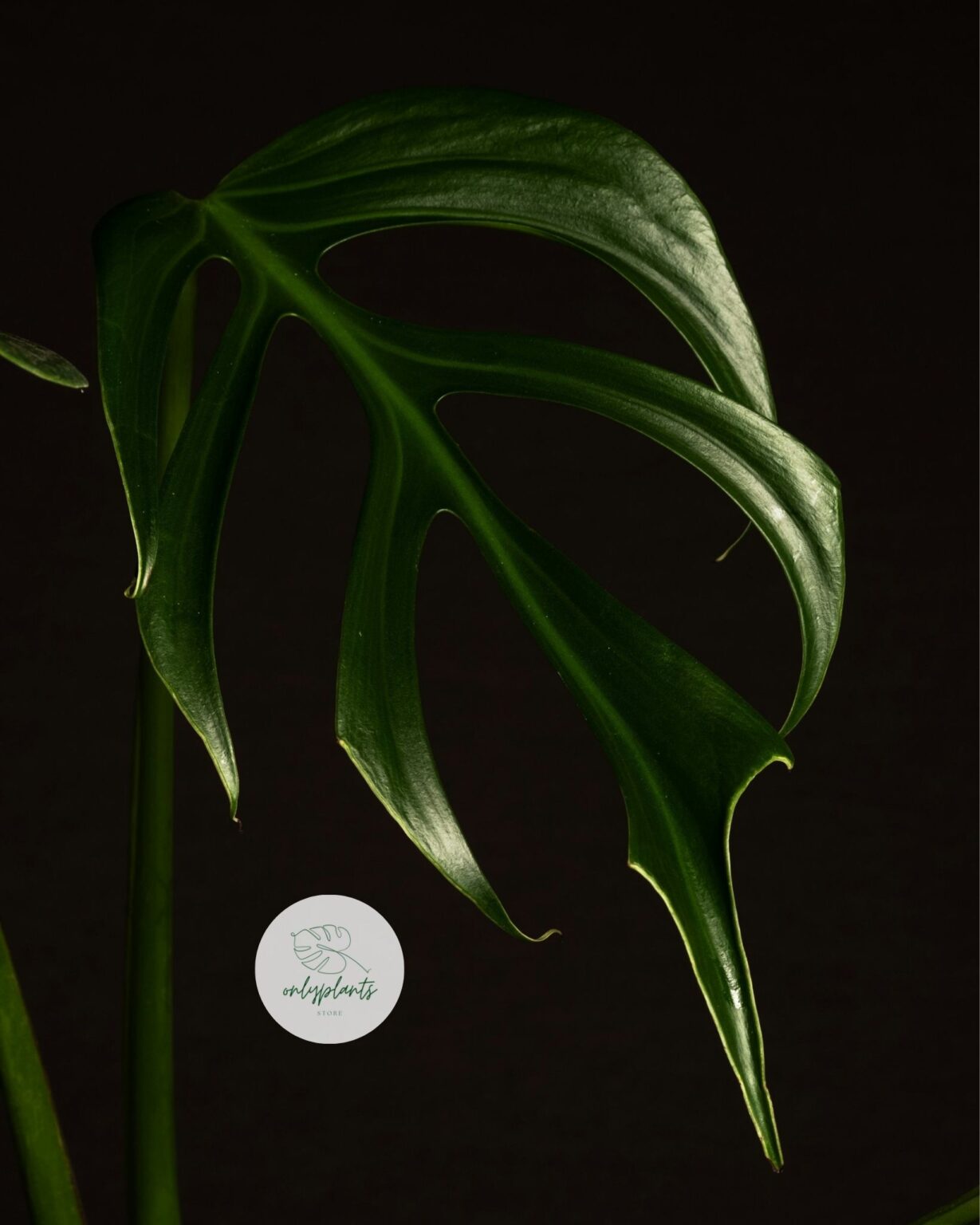 Monstera Form 8 - Monstera 'Burle Marx Flame' | OnlyPlants VN