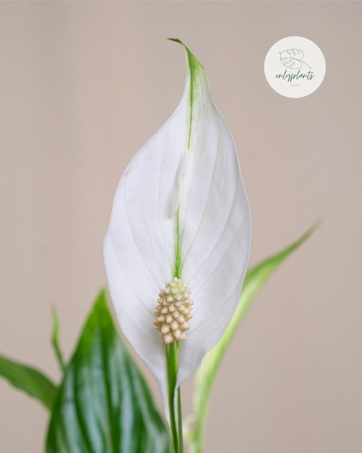 Cây Lan Ý - Peace Lily | OnlyPlants VN